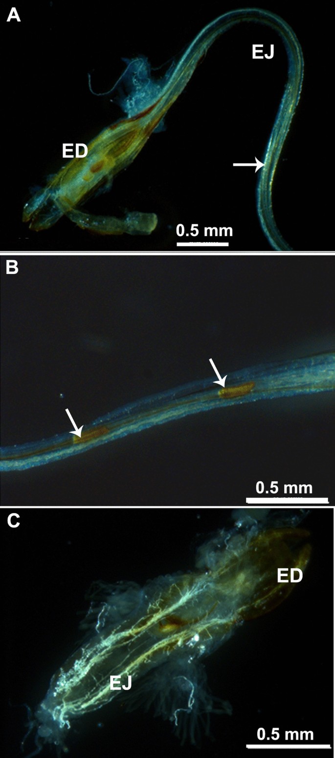 Anatomy and histology of female and male reproductive tracts of the two ...