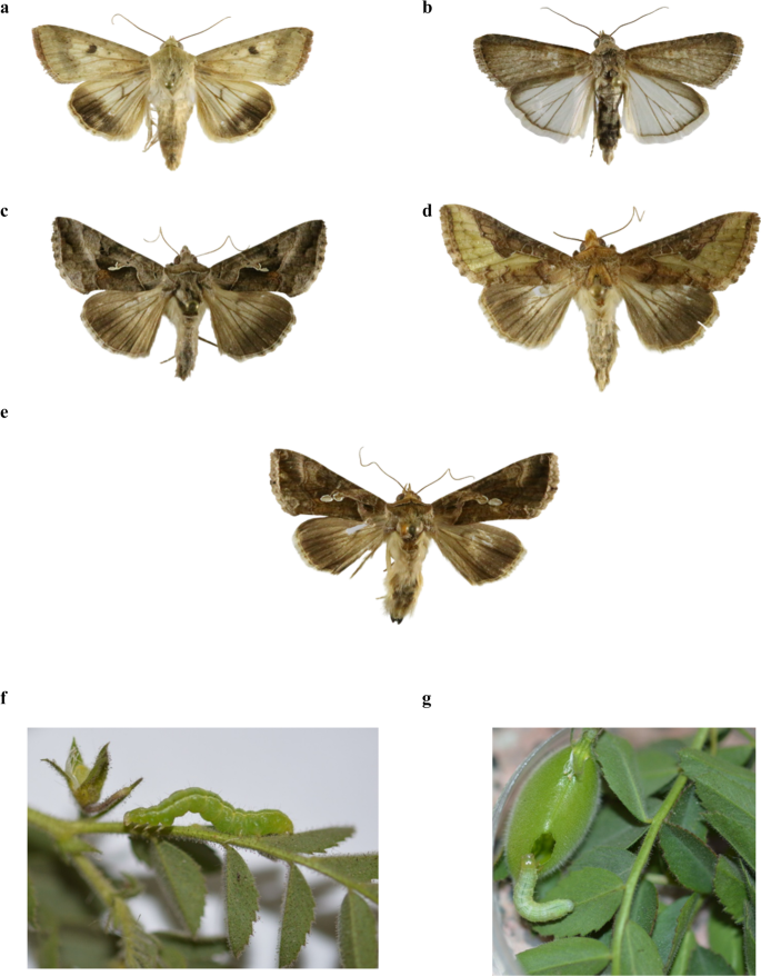 Morphological and molecular identification of pod borer complex ...