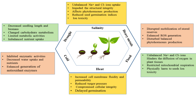 Enhancing Seed Germination Under Abiotic Stress: Exploring the ...