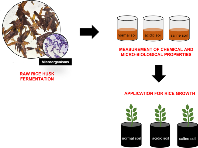 Enhancing Rice Seedling Growth in Acidic Soil Using Fermented Raw Rice ...