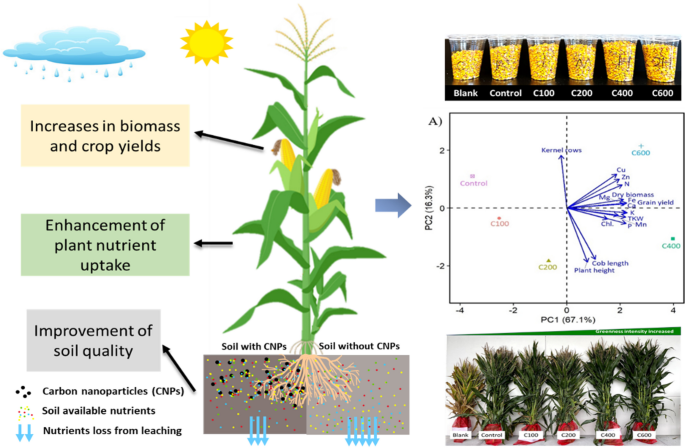Enhancing Corn Growth and Nutrient Uptake Using Carbon Nanoparticles Derived from Carbon Black ...