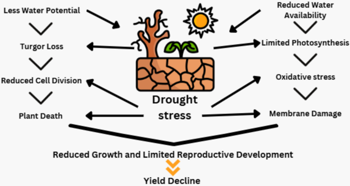 Exogenous Application of Nitrogen (N) and Potassium (K) Improves ...