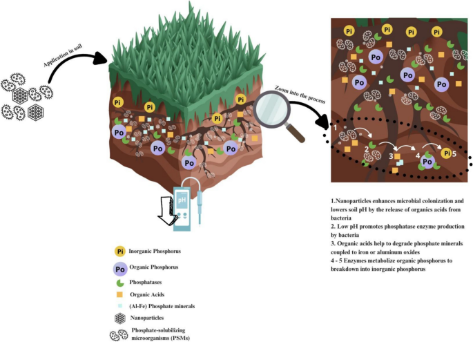 Amplifying Organic Phosphorus Availability in Agriculture by ...