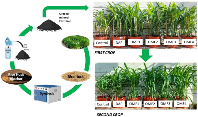 Development of Rice Husk Biochar Based Organo-mineral Fertilizers: Determination of their ...