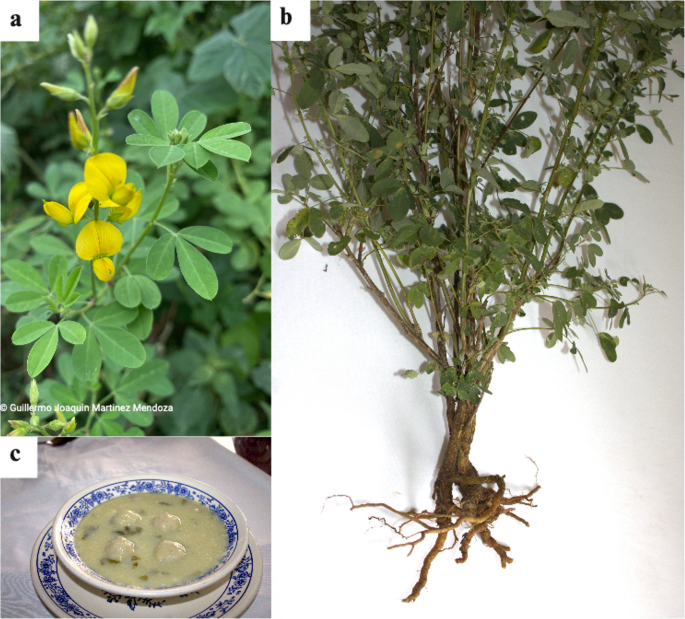 Improving Nutritional Quality of Chipilín (Crotalaria longirostrata ...