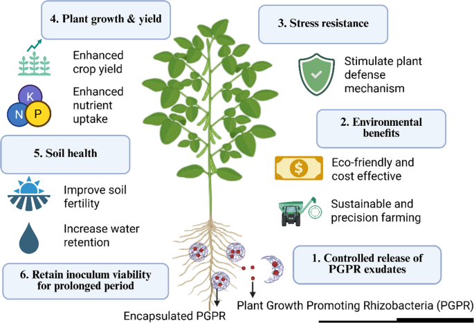 Advancements in Nano-Biofertilizer Formulation: Potential Significance ...