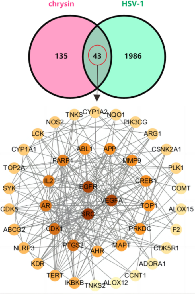 Identification of potential targets of chrysin in treating HSV-1 ...