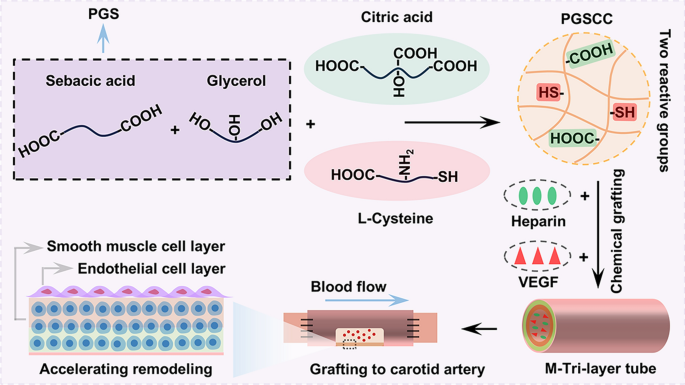 A Double-Reactive Biodegradable Elastomer Enables Functional ...