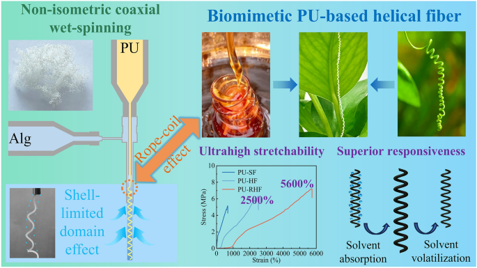 Scalable Fabrication of Biomimetic Helical Fibers by Non-Isometric ...