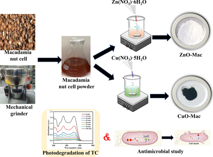 Green synthesis of ZnO and CuO nanoparticles using macadamia nut shell ...