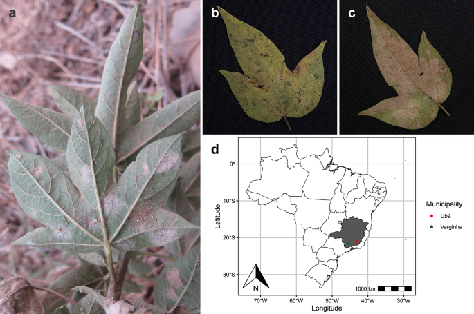 Novel powdery mildew of cotton (Gossypium hirsutum) caused by ...