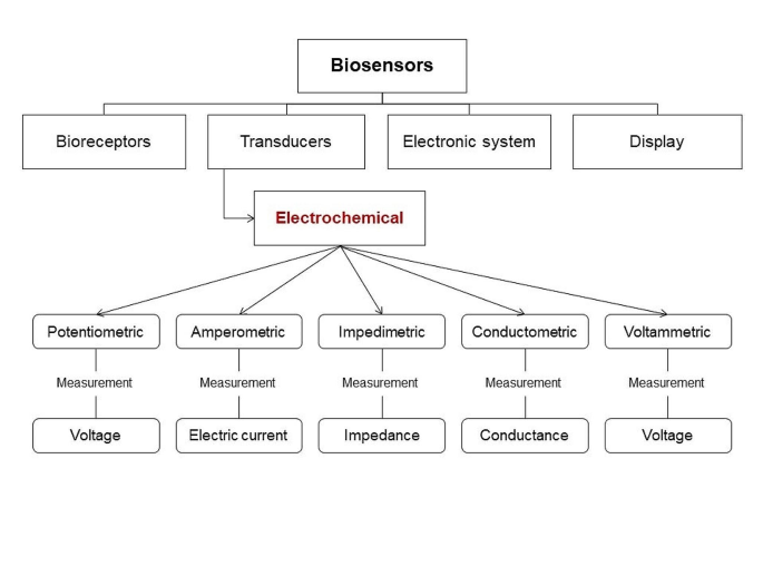 Revolutionizing food safety with electrochemical biosensors for rapid ...
