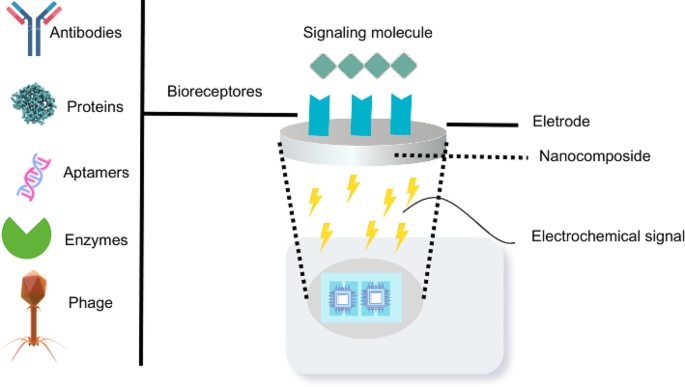 Revolutionizing food safety with electrochemical biosensors for rapid ...