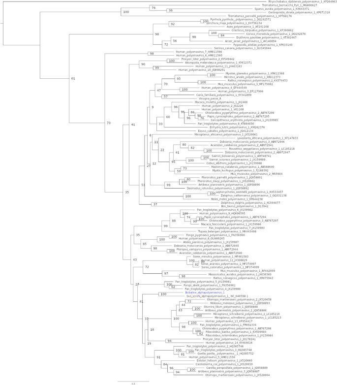 The virome of bubaline (Bubalus bubalis) tonsils reveals an unreported ...