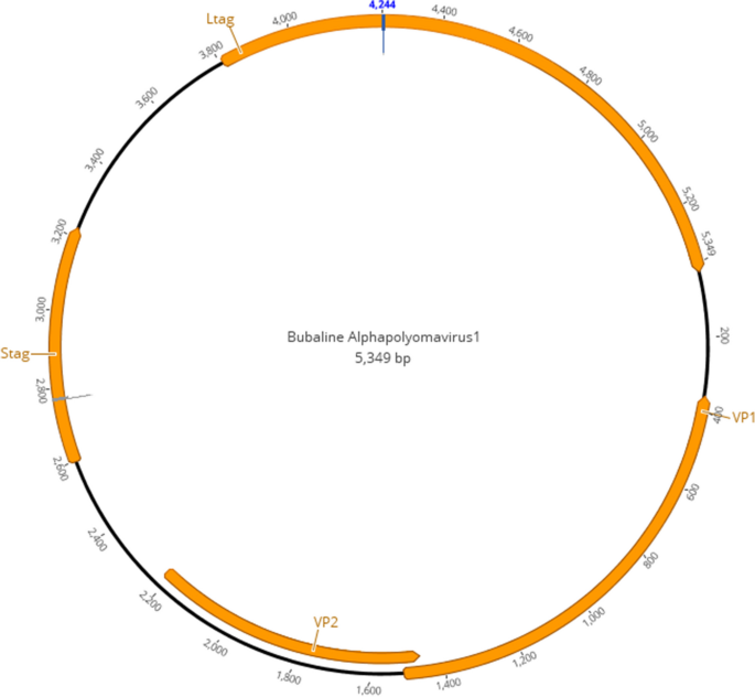 The virome of bubaline (Bubalus bubalis) tonsils reveals an unreported ...
