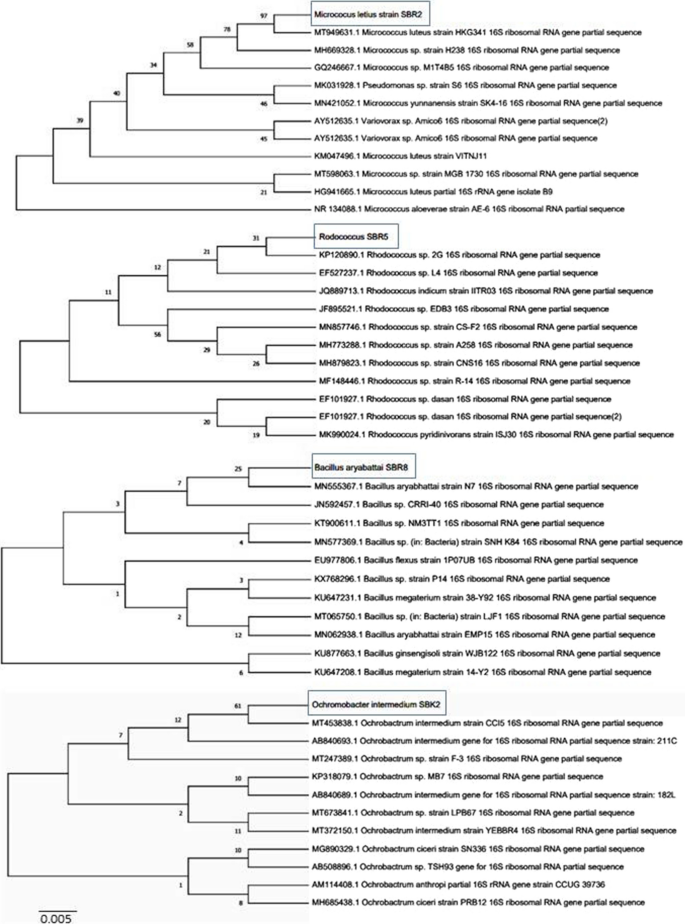 Isolation of Monocrotophos degrading bacterial consortium from ...