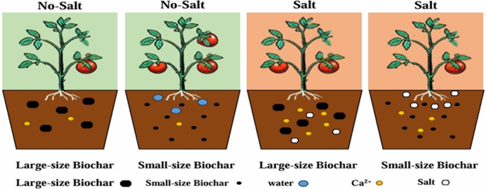 Interaction between biochar particle size and soil salinity levels on soil properties and tomato ...