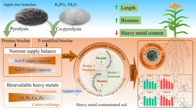 P-modified biochar alters the microbial community in heavy metal ...