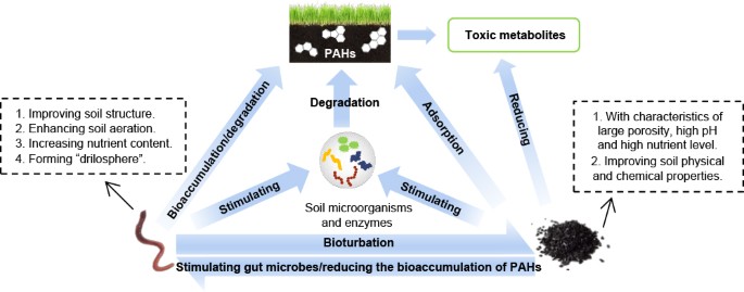 Combined effects of earthworms and biochar on PAHs-contaminated soil remediation: A review ...