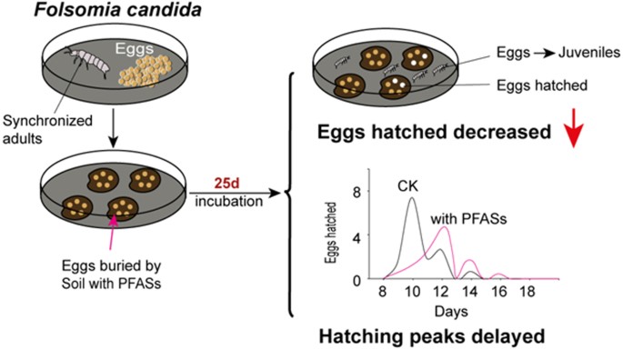 Effects of per- and polyfluoroalkyl substances (PFASs) on hatching of ...