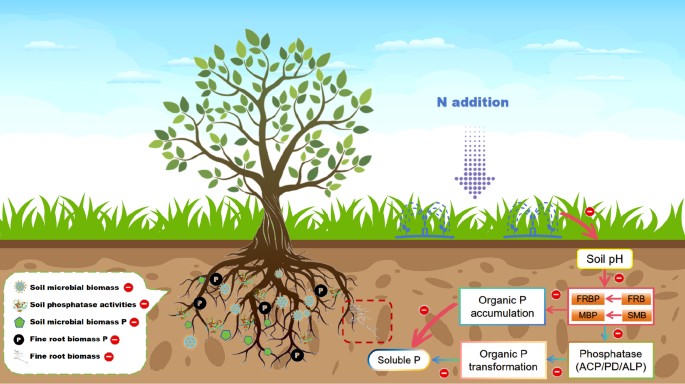 Eleven-year nitrogen addition exacerbates phosphorus limitation by ...
