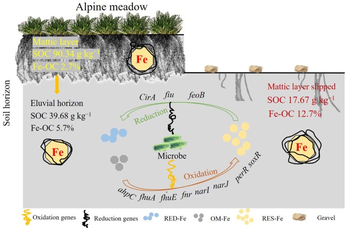 Increasing of soil iron-bound organic carbon by microorganisms mediated iron/carbon cycle after ...