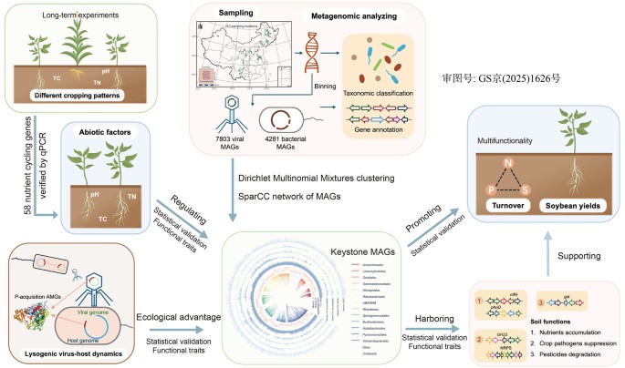 Genome-resolved metagenomics reveal soil and viral drivers of keystone ...
