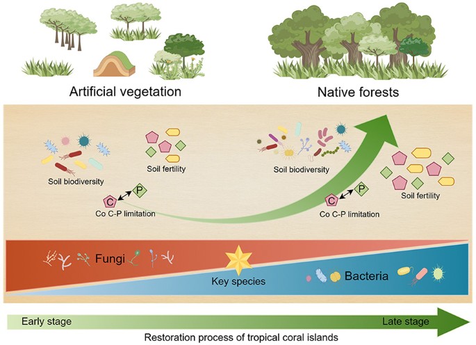 Stage-specific microbial dynamics underpin ecosystem restoration on ...