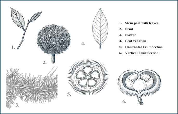 Comprehensive insights into Cullenia exarillata A. Robyns: an endemic ...