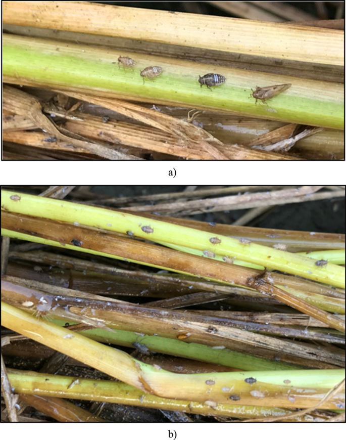 Seasonal abundance of planthoppers and natural enemies: correlation ...