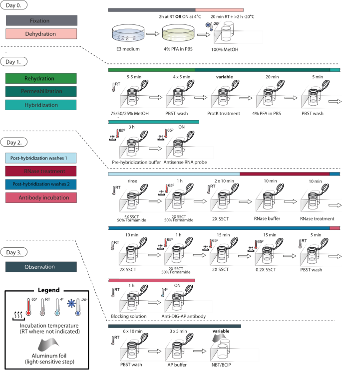 An optimized in situ hybridization protocol to study early ...