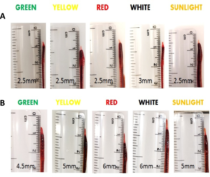 Photobiomodulation of tissue regeneration: low-power light therapy ...