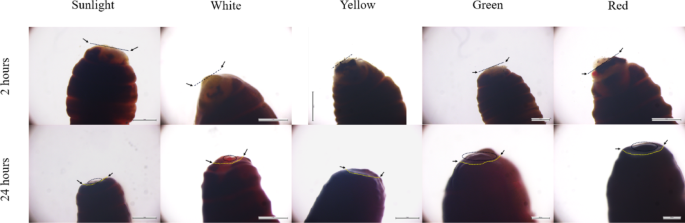 Photobiomodulation of tissue regeneration: low-power light therapy ...