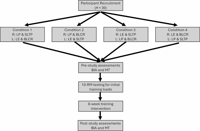 Exercise Selection Differentially Influences Lower Body Regional Muscle ...