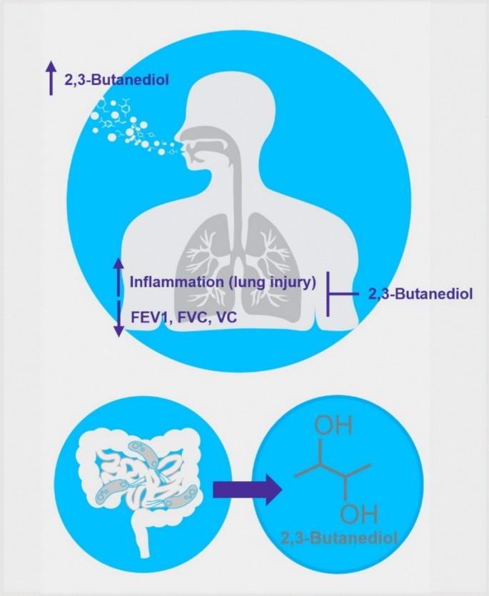 Novel Correlations Between Lung Function and Gut Microbial-Produced ...