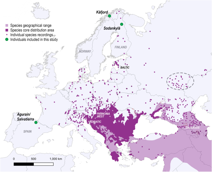 Species on the move: a genetic story of three golden jackals at the ...