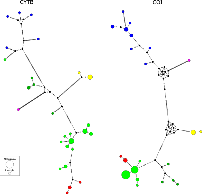 Almost two hundred years of monotypy and a poorly known life history ...