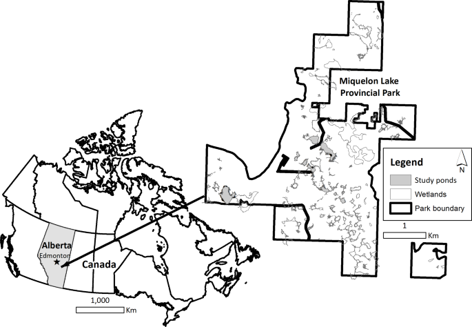 Drivers of winter habitat selection by muskrats in southern boreal ...