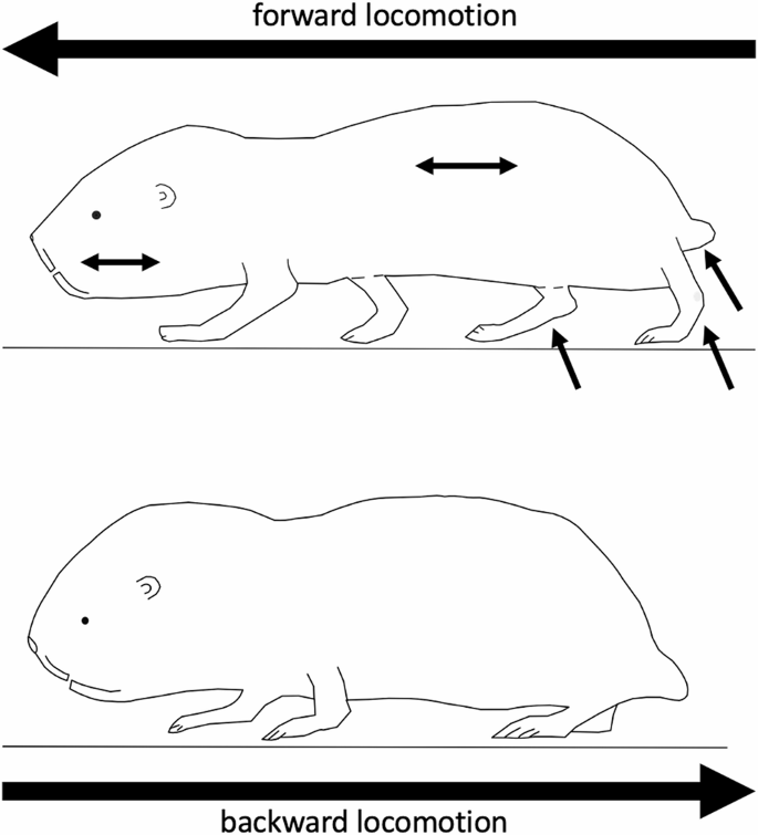 Gait kinematics during forward and backward locomotion in the Ansell’s ...
