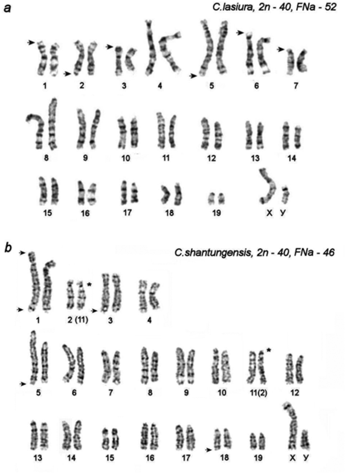 Comparative analysis of karyotypes of white-toothed shrews Crocidura ...