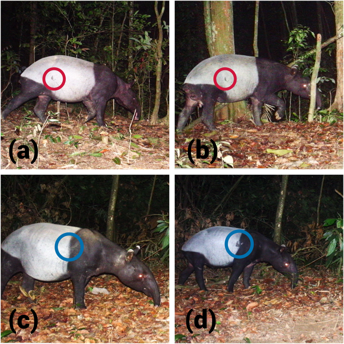 Insights into the abundance and ecology of Asian tapirs using camera ...