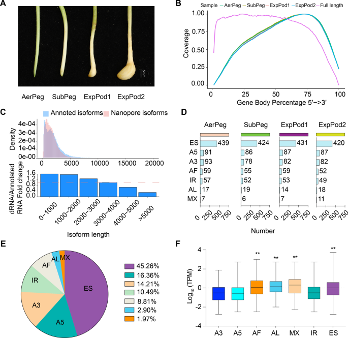 Identification of post-transcriptional regulation reveals complexity in peanut pod development ...