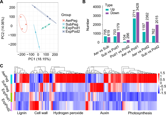 Identification of post-transcriptional regulation reveals complexity in peanut pod development ...
