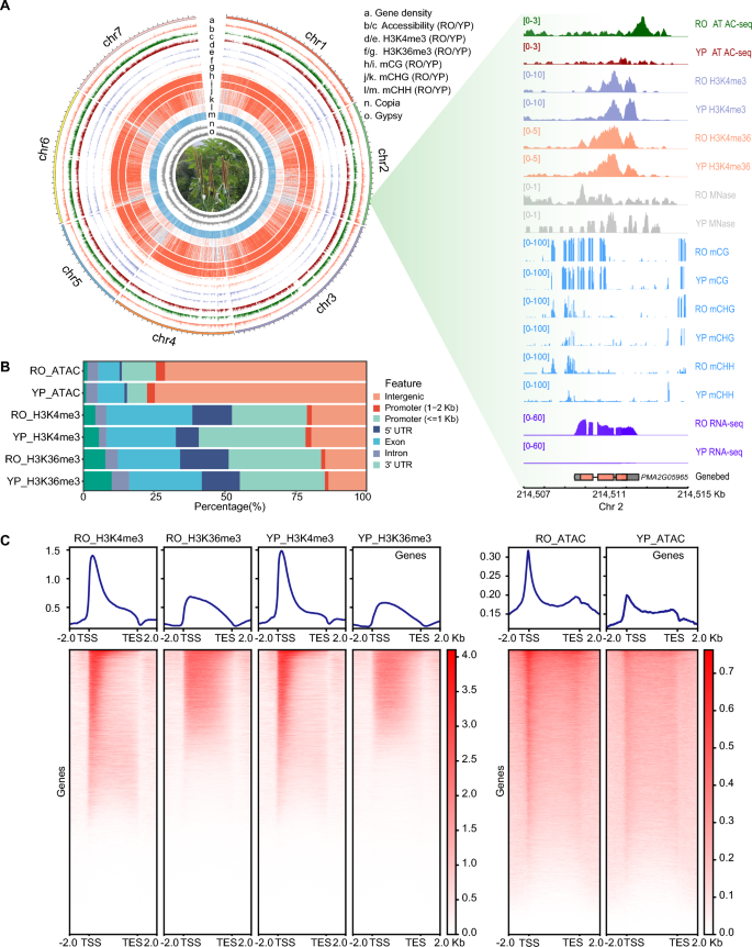 Epigenetic maps of pearl millet reveal a prominent role for CHH ...