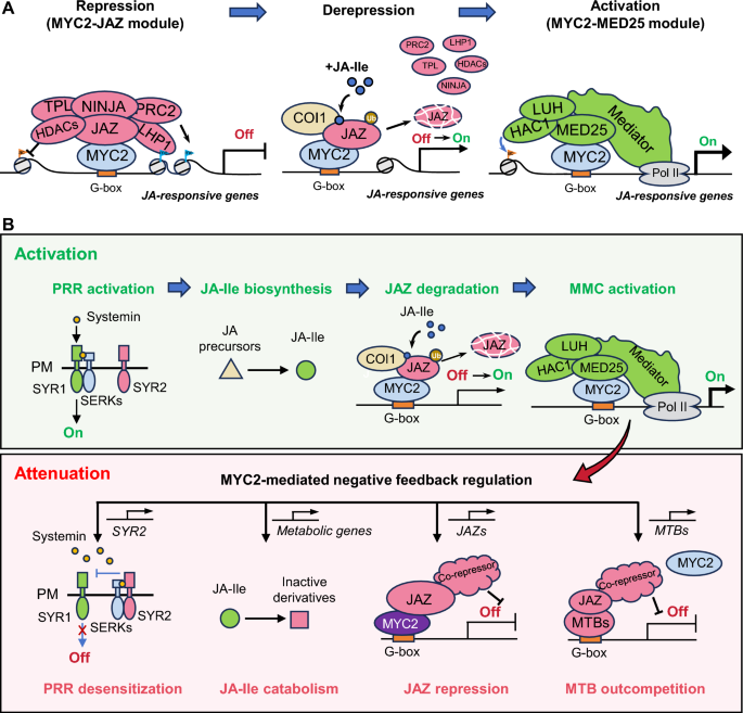 Robustness in jasmonate signaling: mechanisms of concerted regulation ...