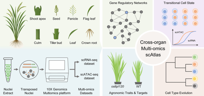 A multi-omics cell atlas unlocks new frontiers in crop biotechnology ...