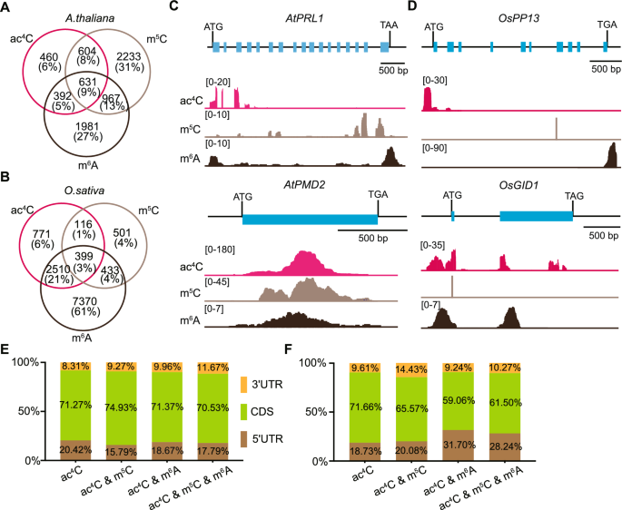 Synergistic function of RNA modifications in Arabidopsis and rice | aBIOTECH
