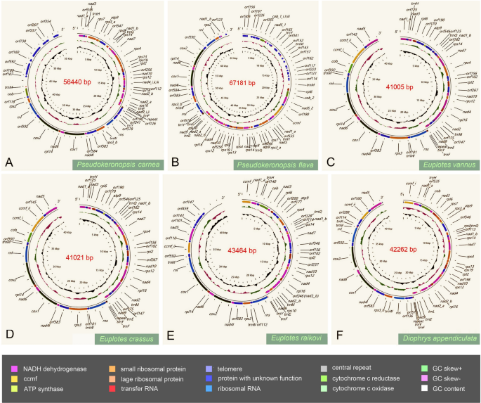 Novel findings on the mitochondria in ciliates, with description of ...