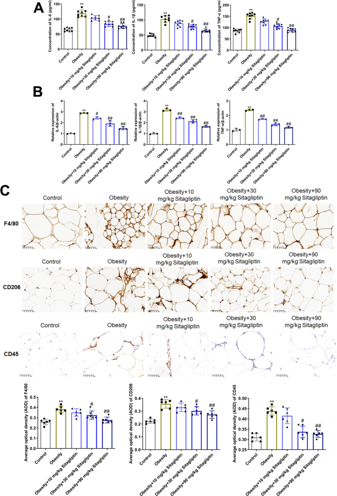 Sitagliptin Alleviates Obesity in Immature Mice by Inhibiting Oxidative ...