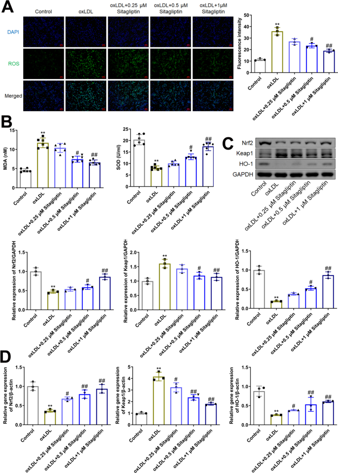 Sitagliptin Alleviates Obesity in Immature Mice by Inhibiting Oxidative ...